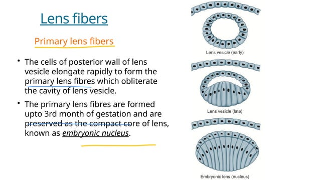 Anatomy of Lens and physiology of lens ppt | PPT