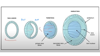 Anatomy of Lens and physiology of lens ppt | PPT