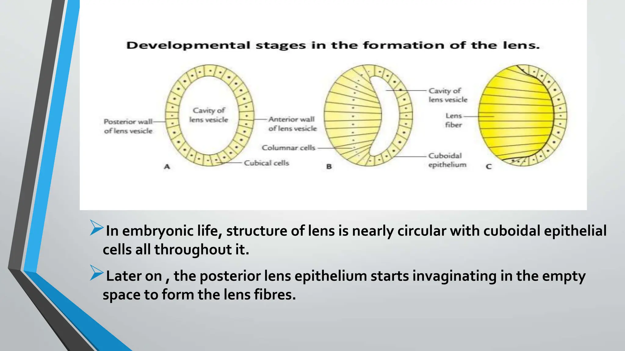 ANATOMY OF LENS AND FACTORS AFFECTING LENS TRANSPARENCY.pptx