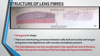ANATOMY OF LENS AND FACTORS AFFECTING LENS TRANSPARENCY.pptx