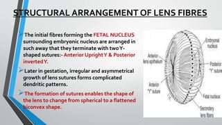 ANATOMY OF LENS AND FACTORS AFFECTING LENS TRANSPARENCY.pptx
