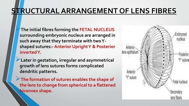 ANATOMY OF LENS AND FACTORS AFFECTING LENS TRANSPARENCY.pptx