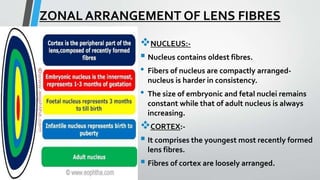 ANATOMY OF LENS AND FACTORS AFFECTING LENS TRANSPARENCY.pptx