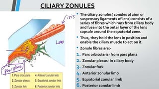 ANATOMY OF LENS AND FACTORS AFFECTING LENS TRANSPARENCY.pptx