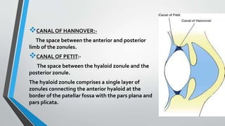 ANATOMY OF LENS AND FACTORS AFFECTING LENS TRANSPARENCY.pptx
