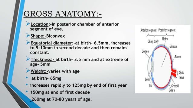 ANATOMY OF LENS AND FACTORS AFFECTING LENS TRANSPARENCY.pptx