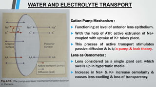 ANATOMY OF LENS AND FACTORS AFFECTING LENS TRANSPARENCY.pptx