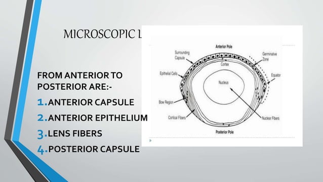 ANATOMY OF LENS AND FACTORS AFFECTING LENS TRANSPARENCY.pptx