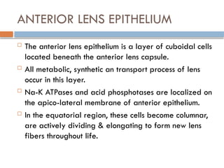 ANATOMY OF LENS AND FACTORS AFFECTING LENS TRANSPARENCY.pptx