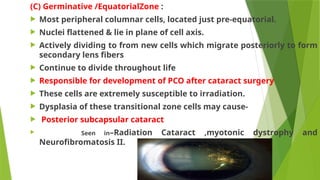 ANATOMY OF LENS AND FACTORS AFFECTING LENS TRANSPARENCY (1) - Copy.pptx