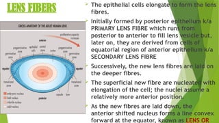 ANATOMY OF LENS AND FACTORS AFFECTING LENS TRANSPARENCY (1) - Copy.pptx