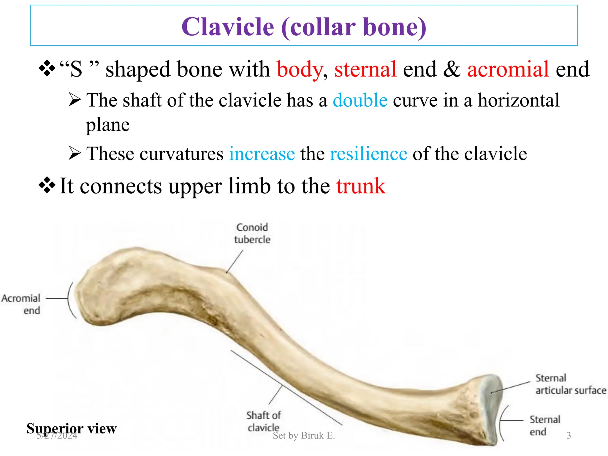 anatomy of limb( upper and lower limb).pdf