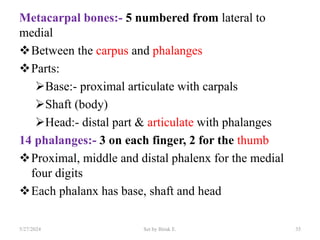 anatomy of limb( upper and lower limb).pdf