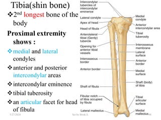 anatomy of limb( upper and lower limb).pdf