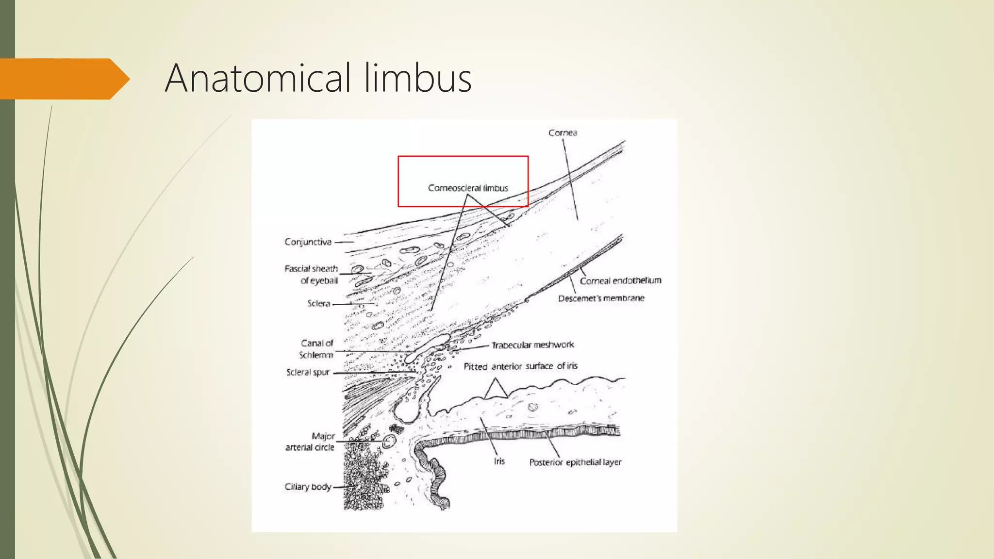 Anatomy of limbus, Stem cell deficiency.pptx
