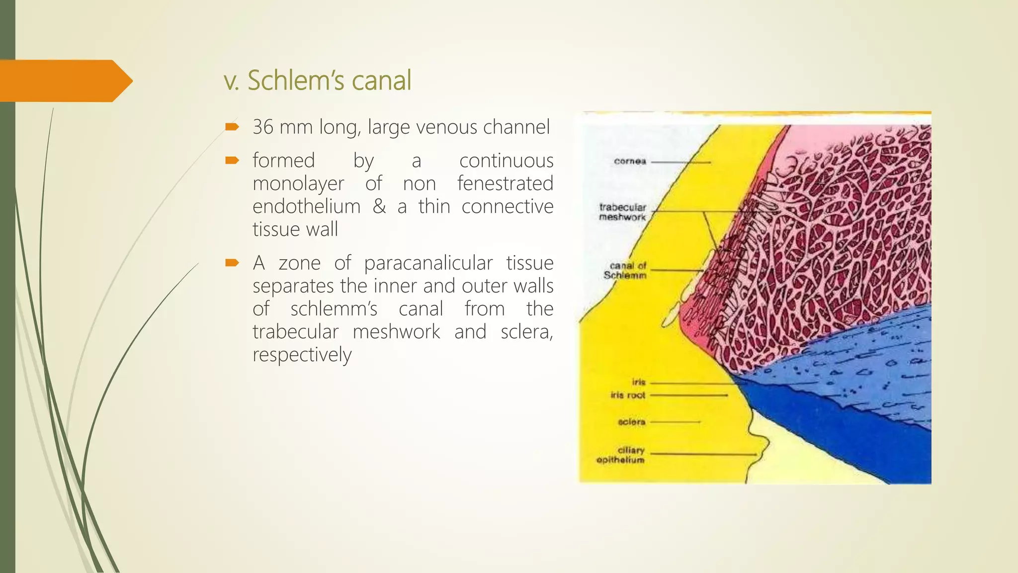 Anatomy of limbus, Stem cell deficiency.pptx