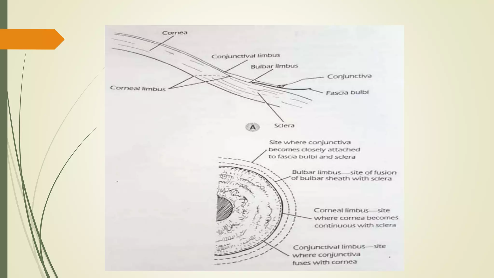 Anatomy of limbus, Stem cell deficiency.pptx