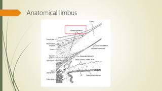 Anatomy of limbus, Stem cell deficiency.pptx