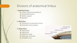 Anatomy of limbus, Stem cell deficiency.pptx