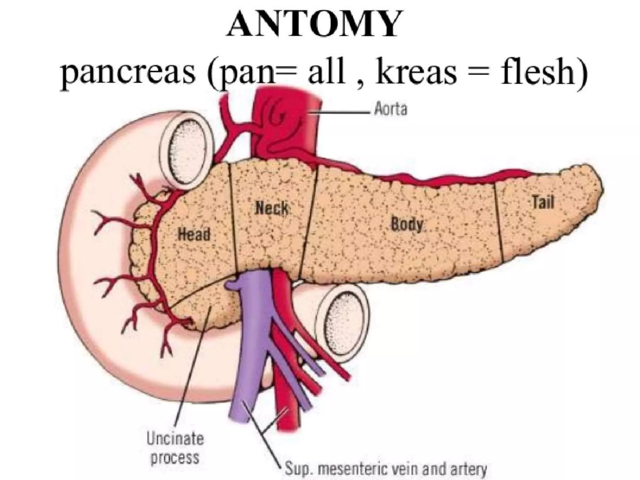 Anatomy of liver, spleen , pancreas(radiological) | PPTX