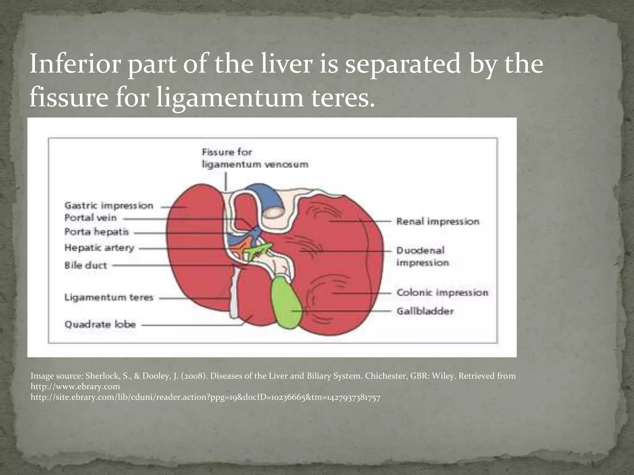 Anatomy of liver | PPTX