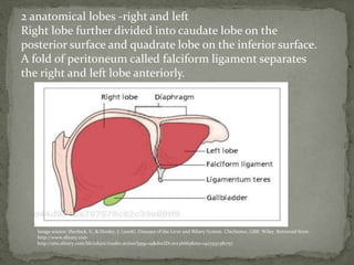 Anatomy of liver | PPTX