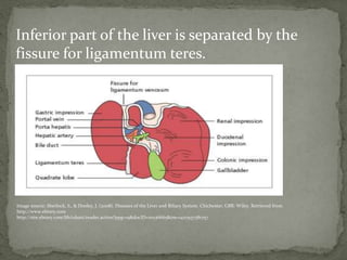 Anatomy of liver | PPTX