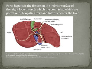 Anatomy Of Liver Pptx