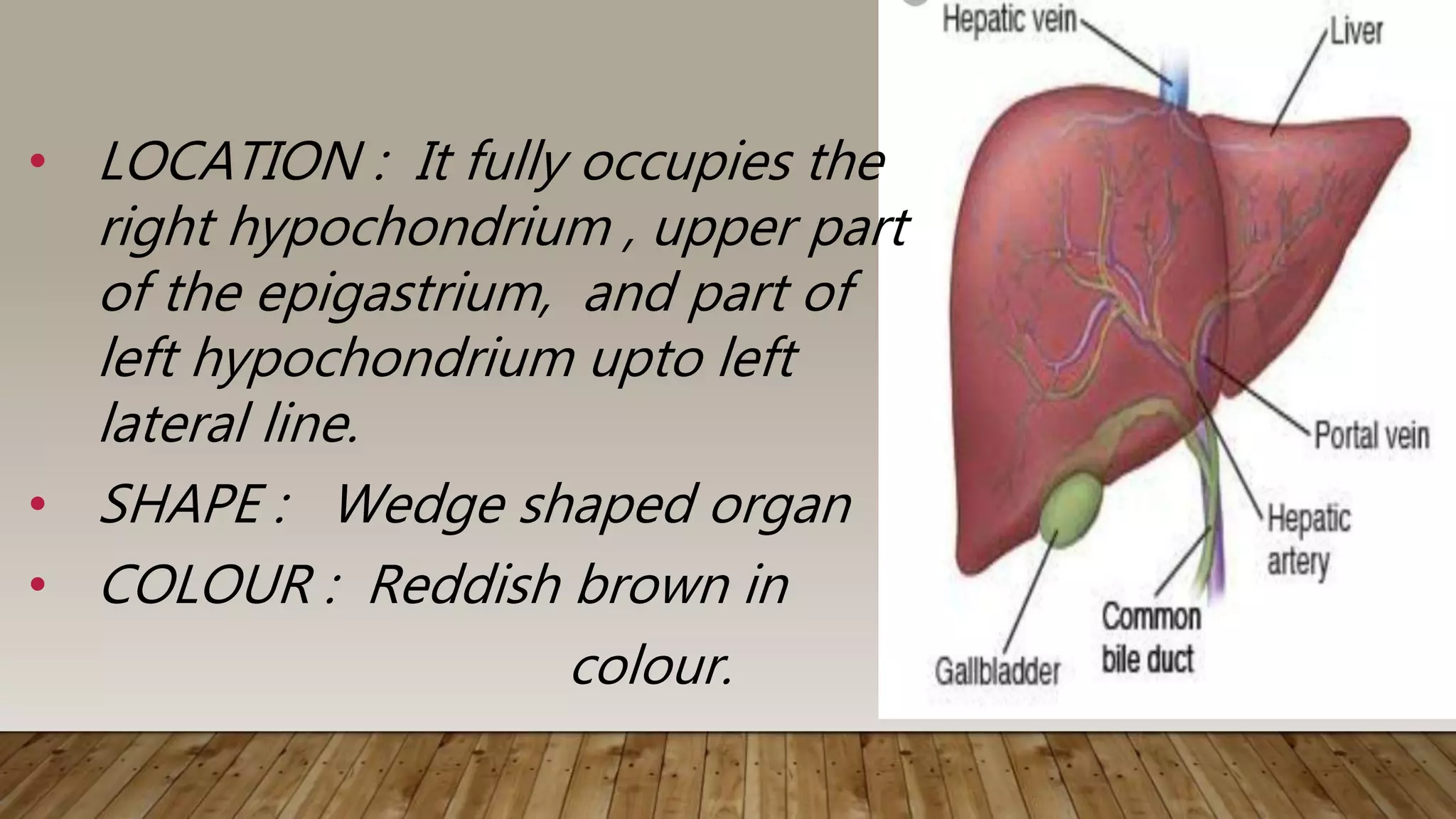 Anatomy of liver | PPTX