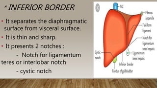 Anatomy of liver | PPTX