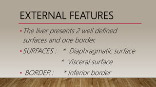 Anatomy of liver | PPTX