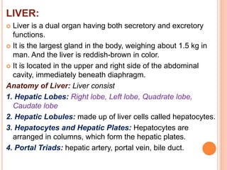 Anatomy of liver | PPTX