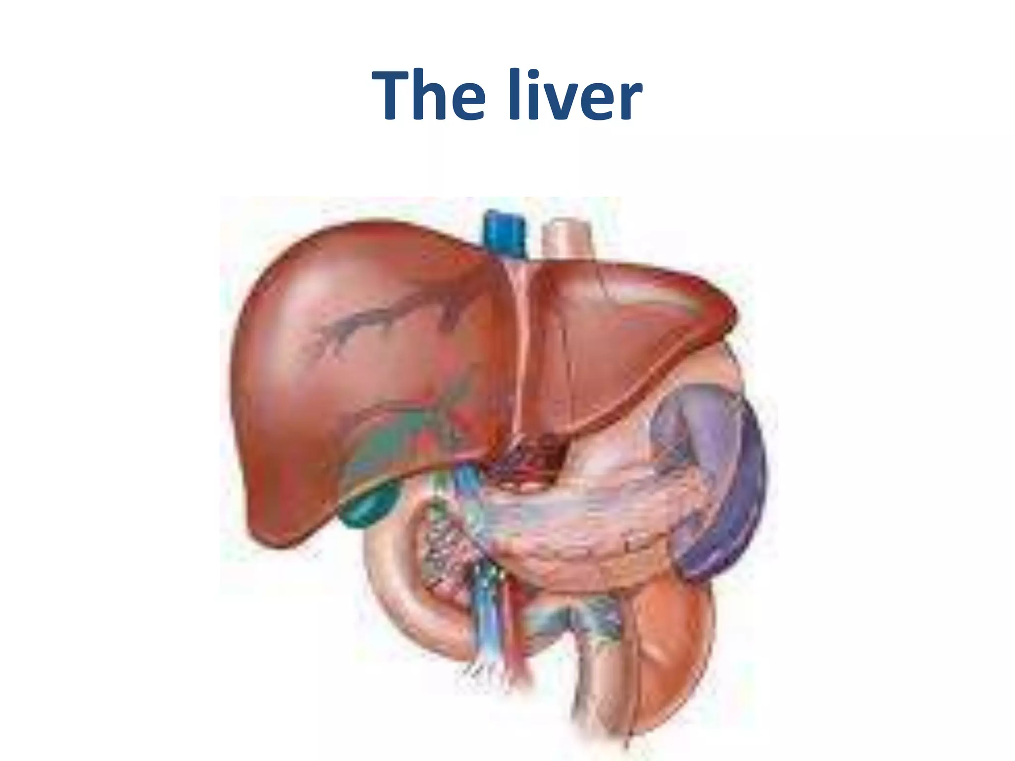 ANATOMY OF LIVER.ppt | Death, Injury, or Military Conflict | Sensitive ...