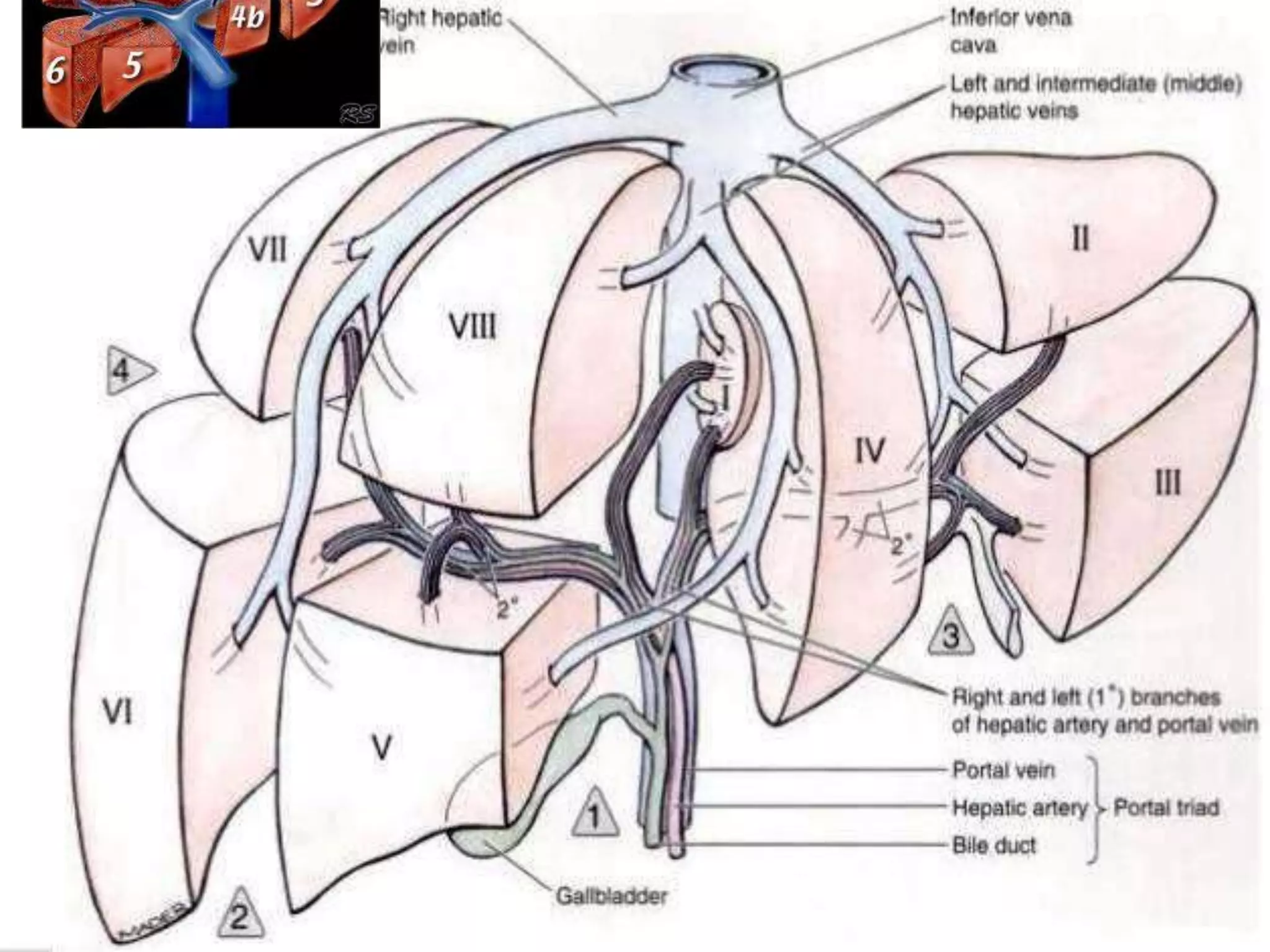 ANATOMY OF LIVER.ppt | Death, Injury, or Military Conflict | Sensitive Topics