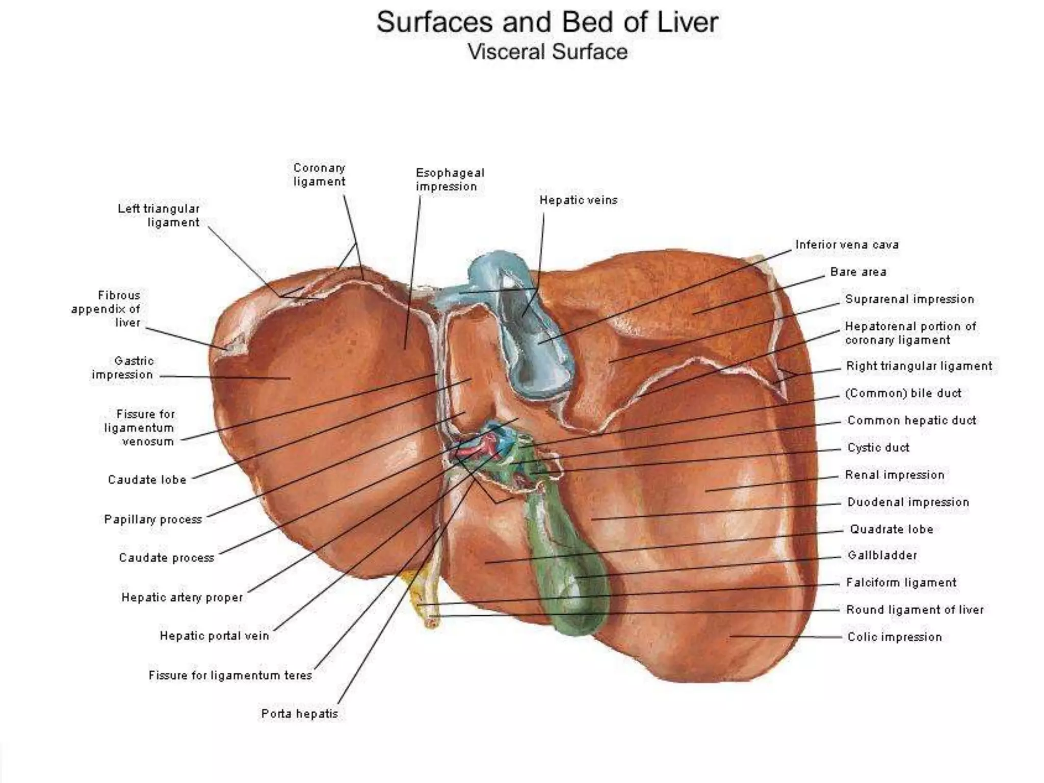 ANATOMY OF LIVER.ppt | Death, Injury, or Military Conflict | Sensitive ...
