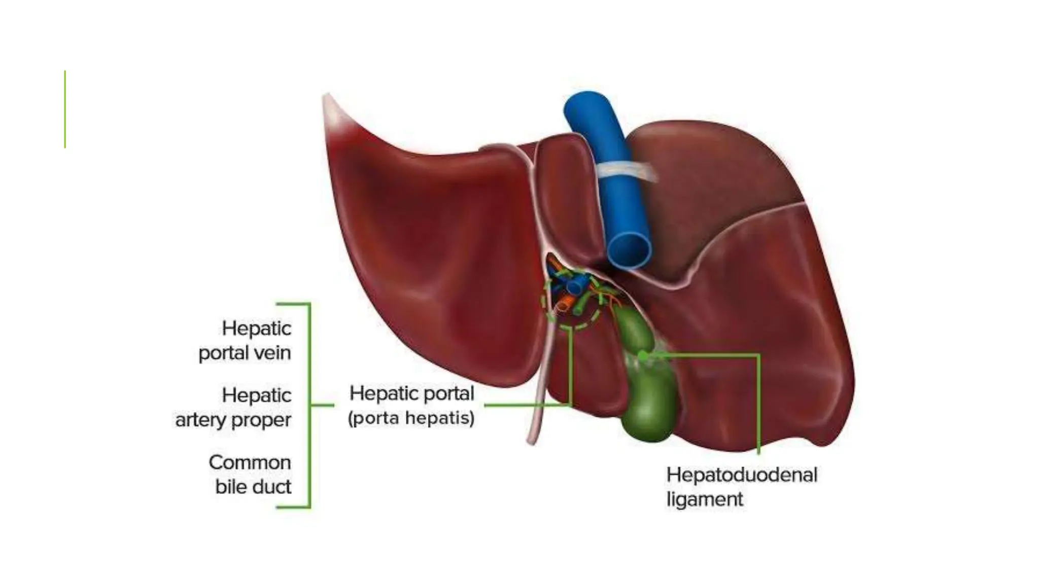 ANATOMY AND PHYSIOLOGY OF LIVER.pptx