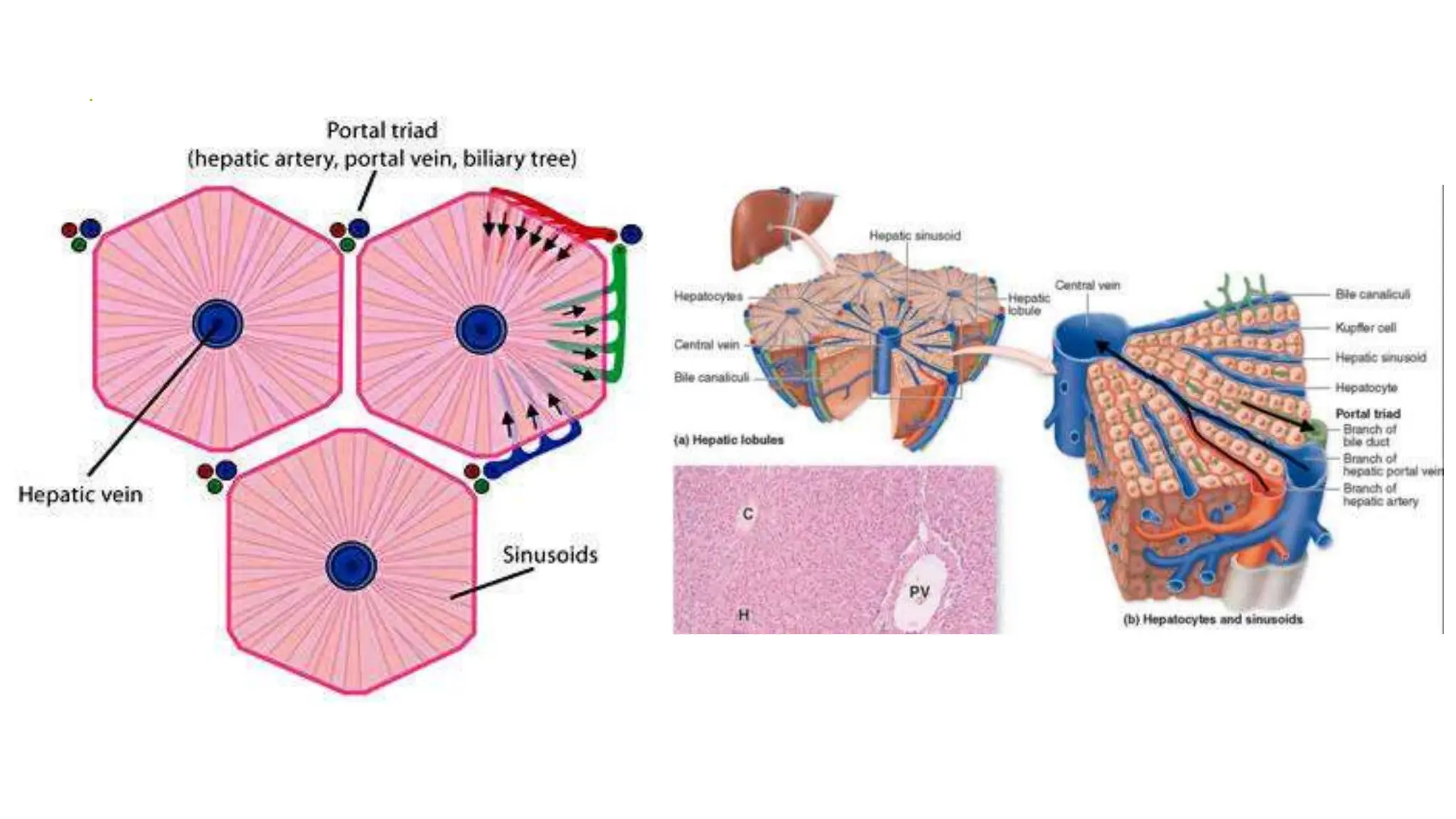 ANATOMY AND PHYSIOLOGY OF LIVER.pptx