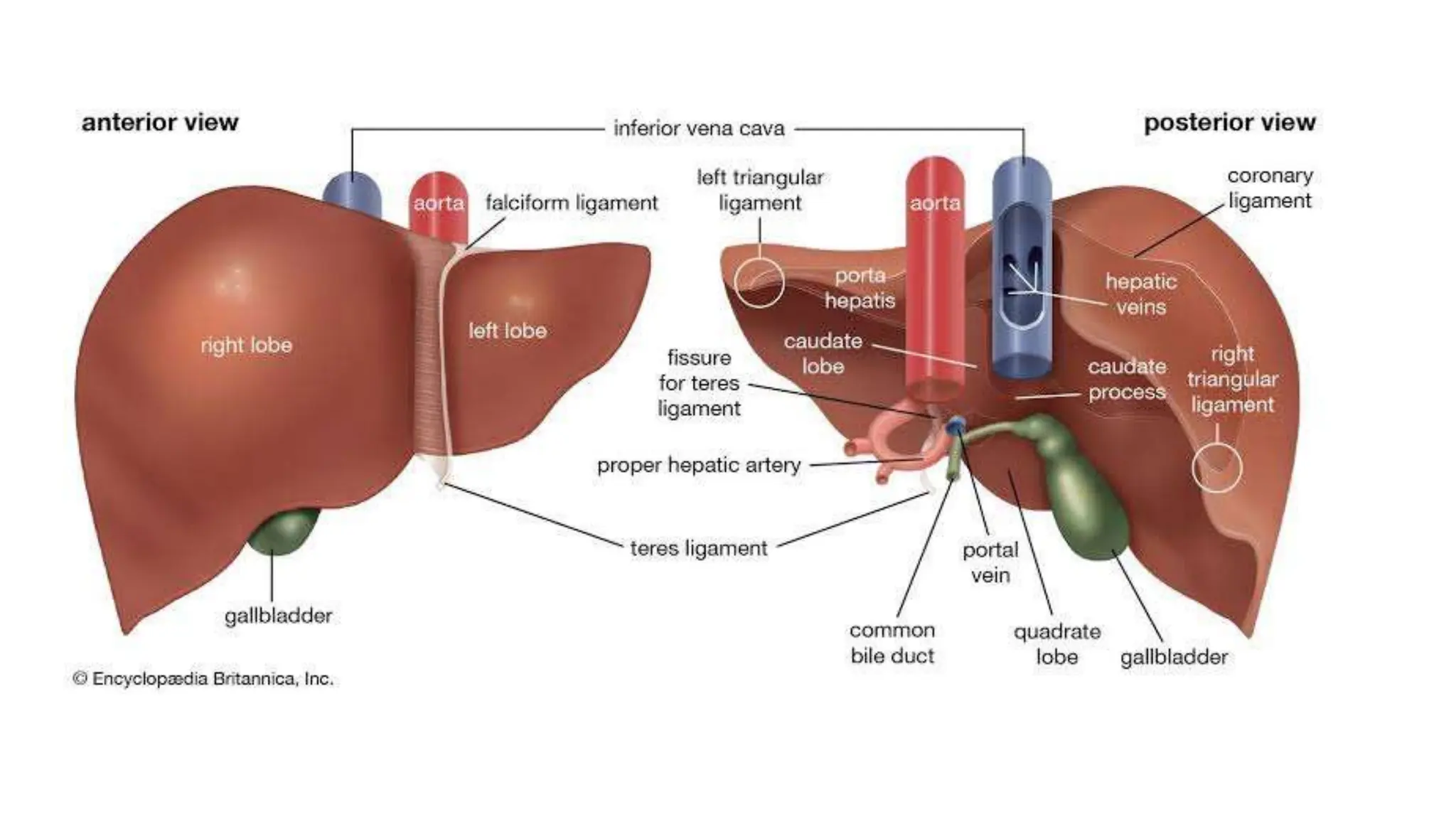 ANATOMY AND PHYSIOLOGY OF LIVER.pptx