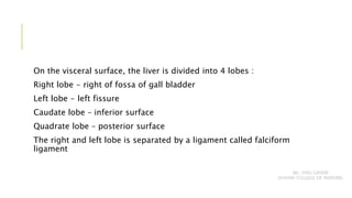 ANATOMY AND PHYSIOLOGY OF LIVER.pptx