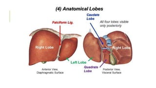 ANATOMY AND PHYSIOLOGY OF LIVER.pptx
