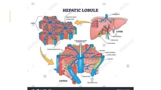 ANATOMY AND PHYSIOLOGY OF LIVER.pptx