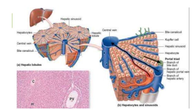 ANATOMY AND PHYSIOLOGY OF LIVER.pptx | Digestive Disorders | Diseases ...