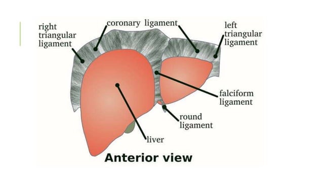ANATOMY AND PHYSIOLOGY OF LIVER.pptx | Digestive Disorders | Diseases ...
