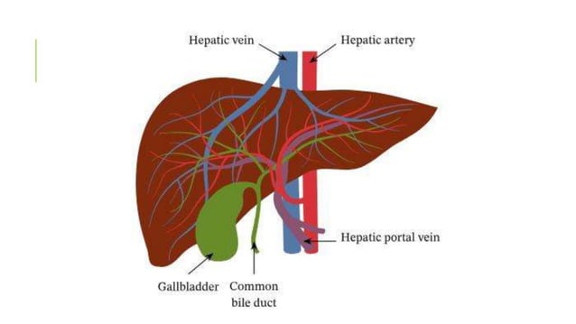 ANATOMY AND PHYSIOLOGY OF LIVER.pptx | Digestive Disorders | Diseases ...