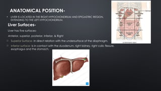 Anatomy Of Liver (Dr. Shubham Gupta).pptx