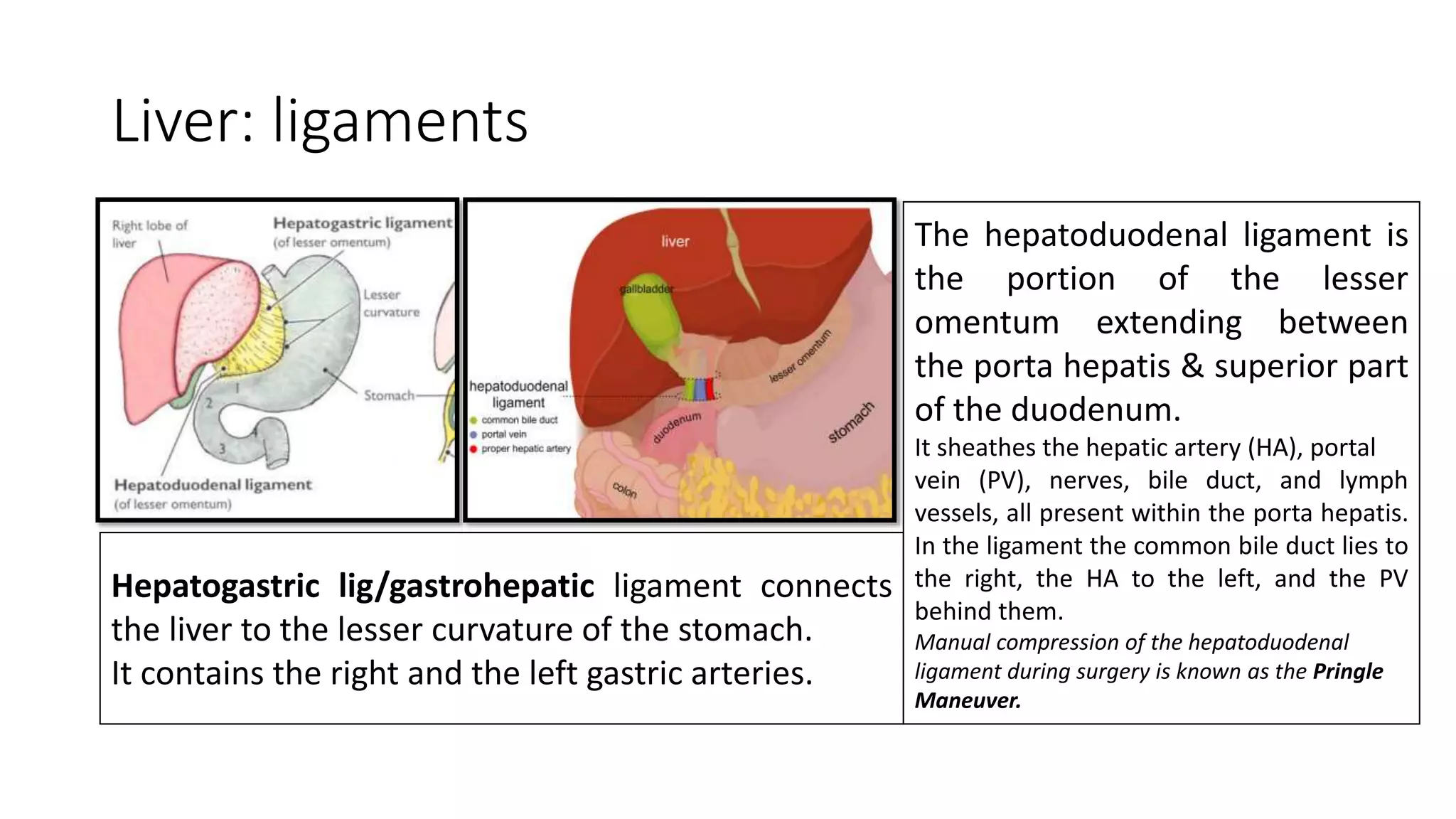 Anatomy of liver | PPTX