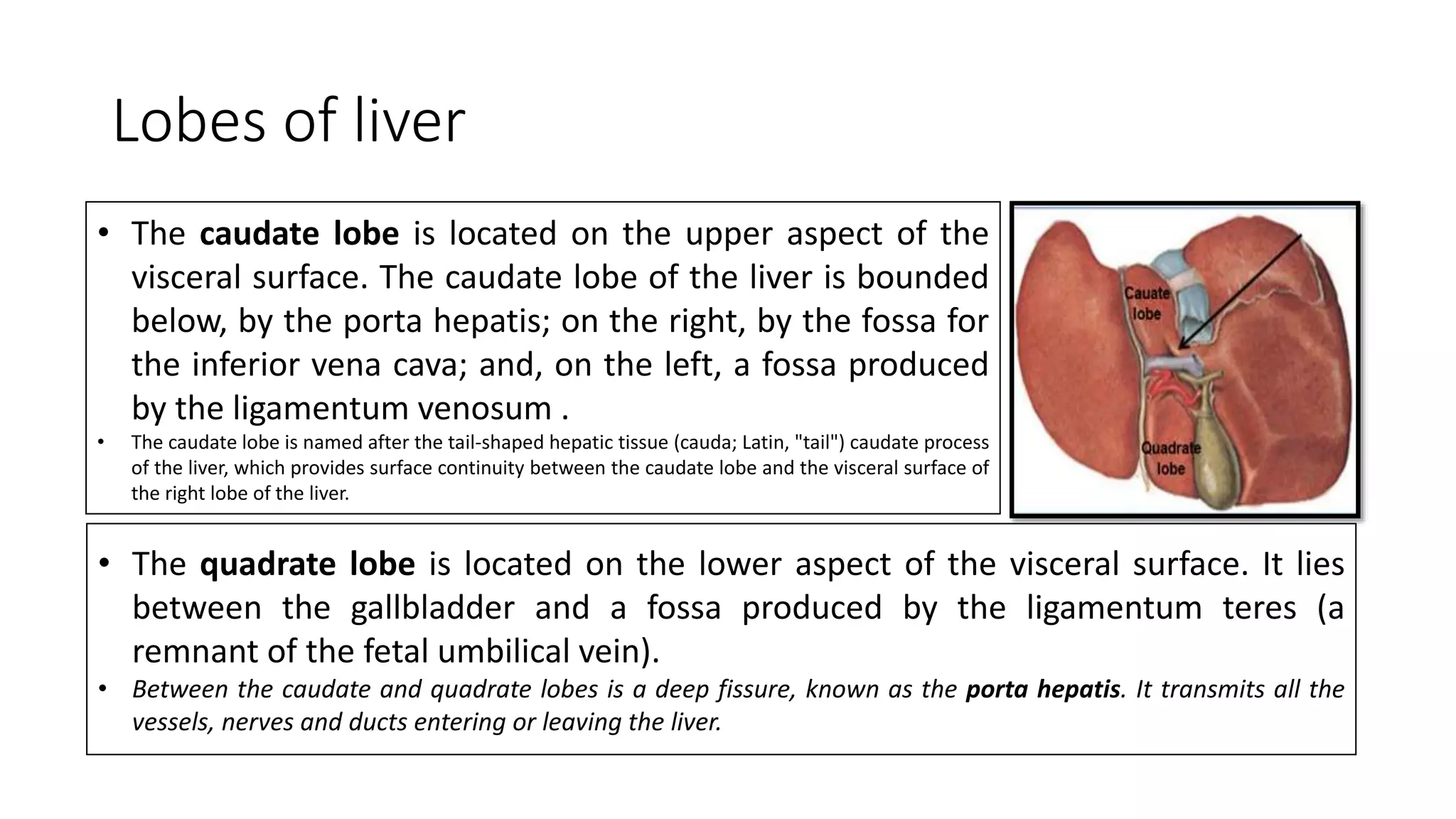 Anatomy of liver | PPTX