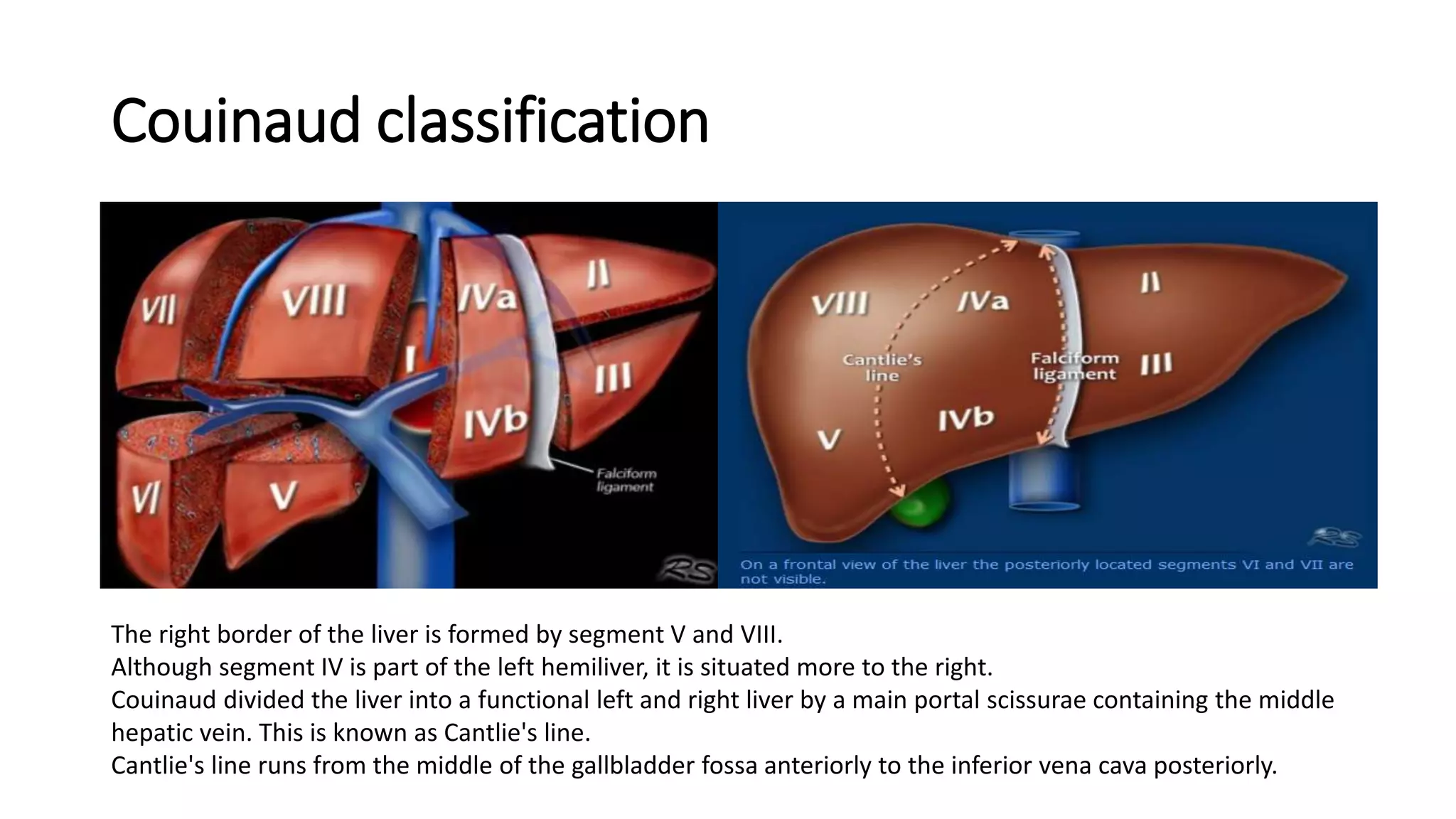 Anatomy of liver | PPTX