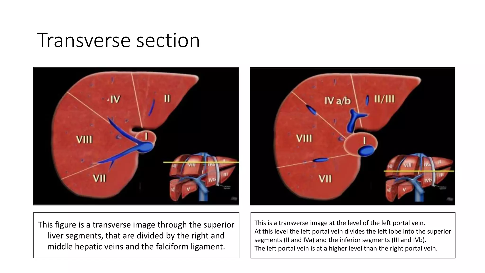 Anatomy of liver | PPTX