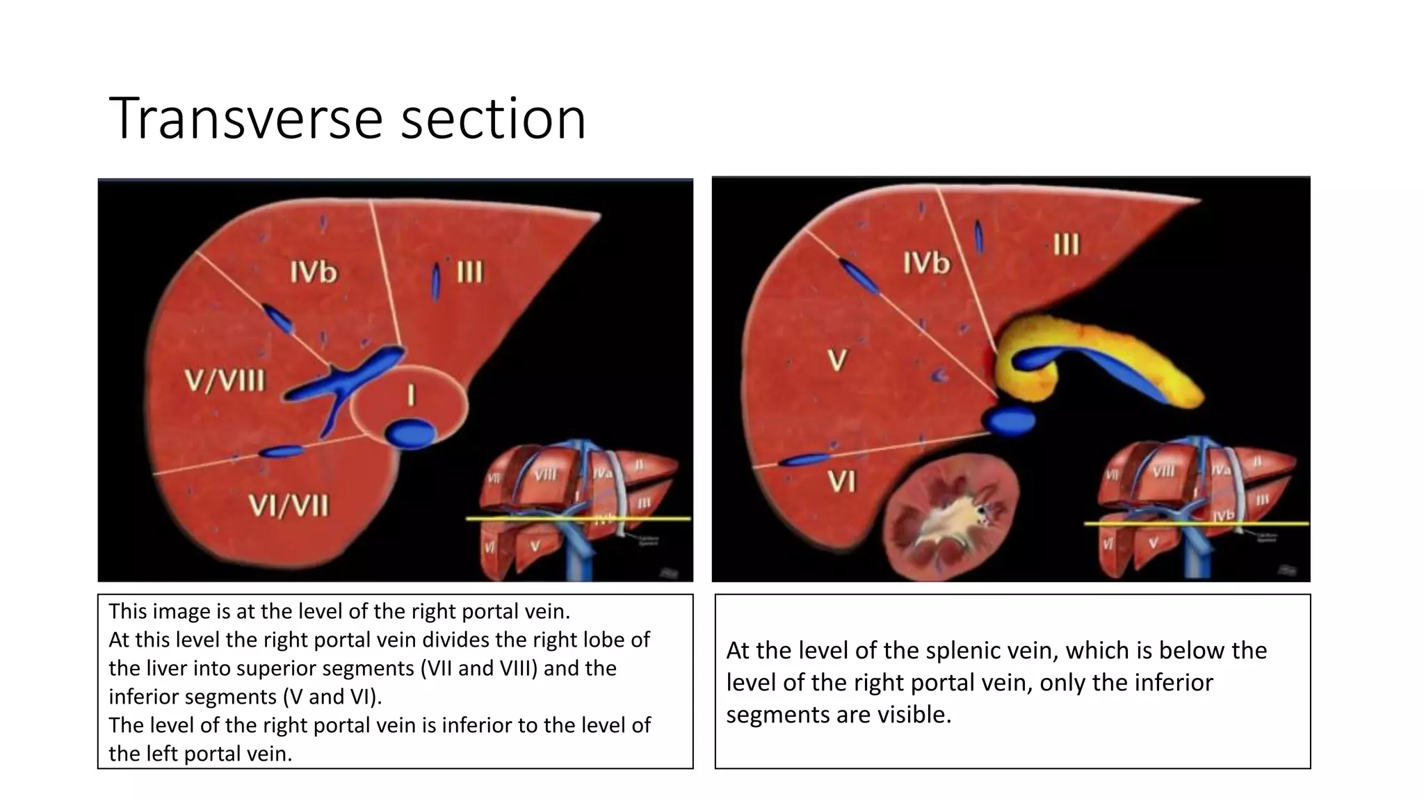 Anatomy of liver | PPTX